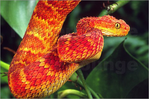 Die schönsten Schlangenarten :: Schlangenblog